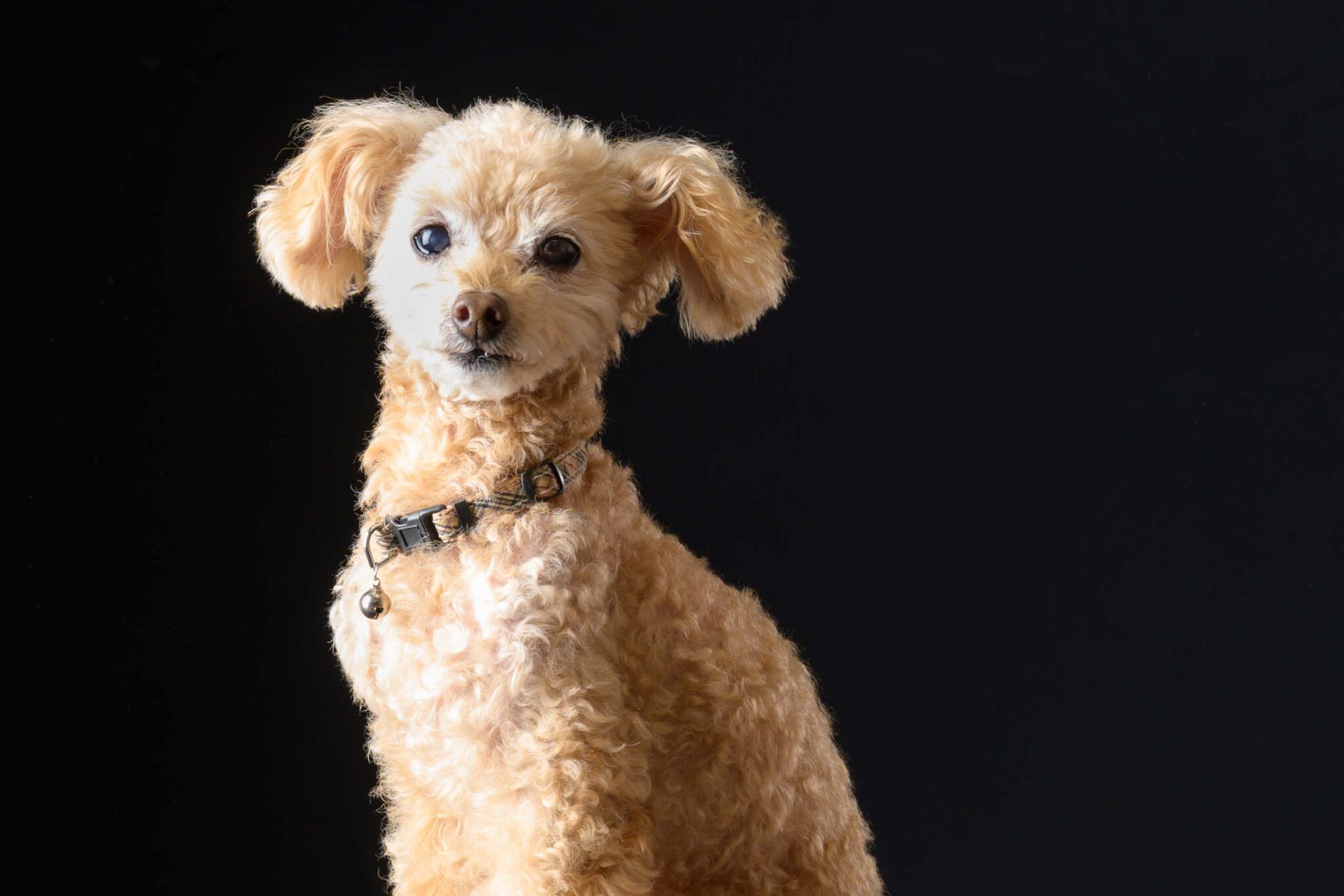 【写真スタジオ】443 Photo Studio【Produce by よしみカメラ】